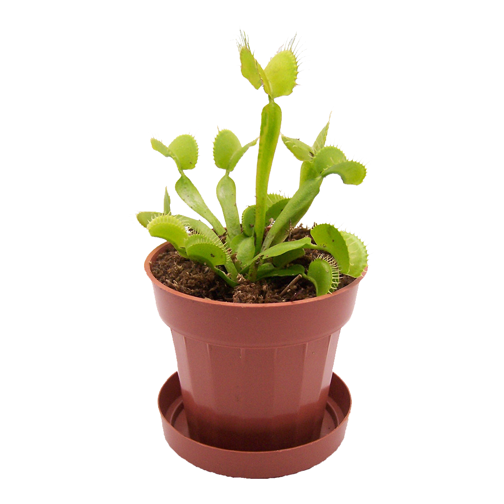 Venus Flytrap PNG Images Transparent HD Photo Clipart 